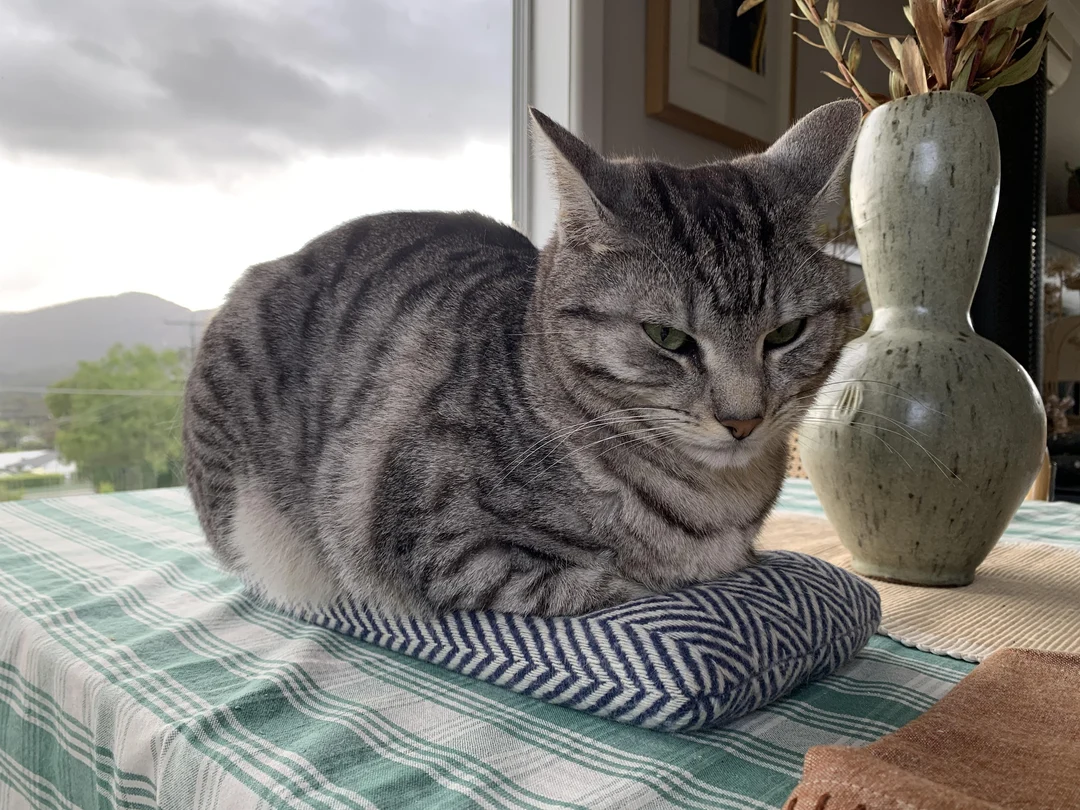 Loafing on a heat pack to keep warm | Scrolller