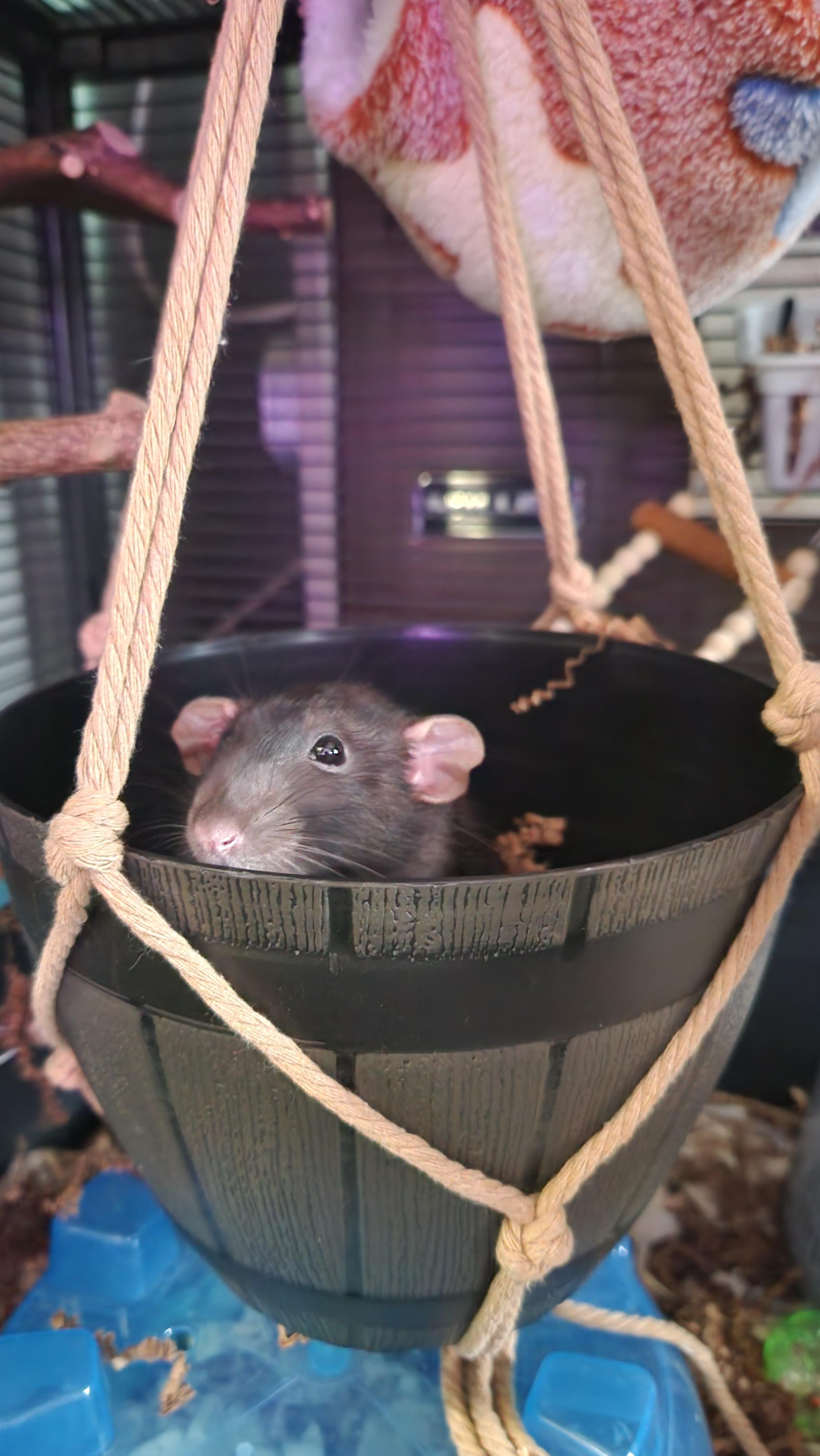 Discover more like RATS: Rat basket and Related Content | Scrolller