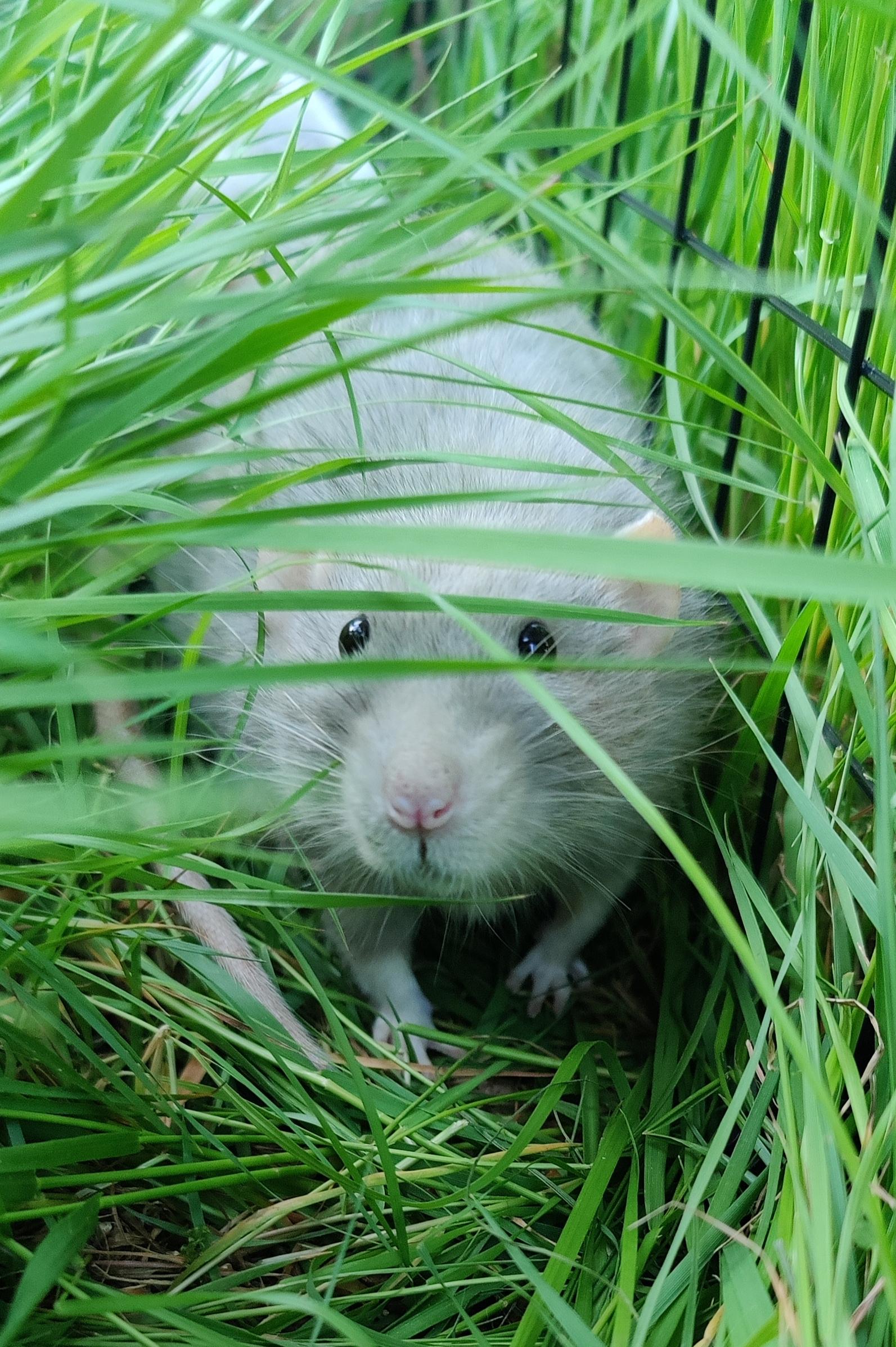 Discover more like RATS: Going on an adventure! and Related Content | Scrolller