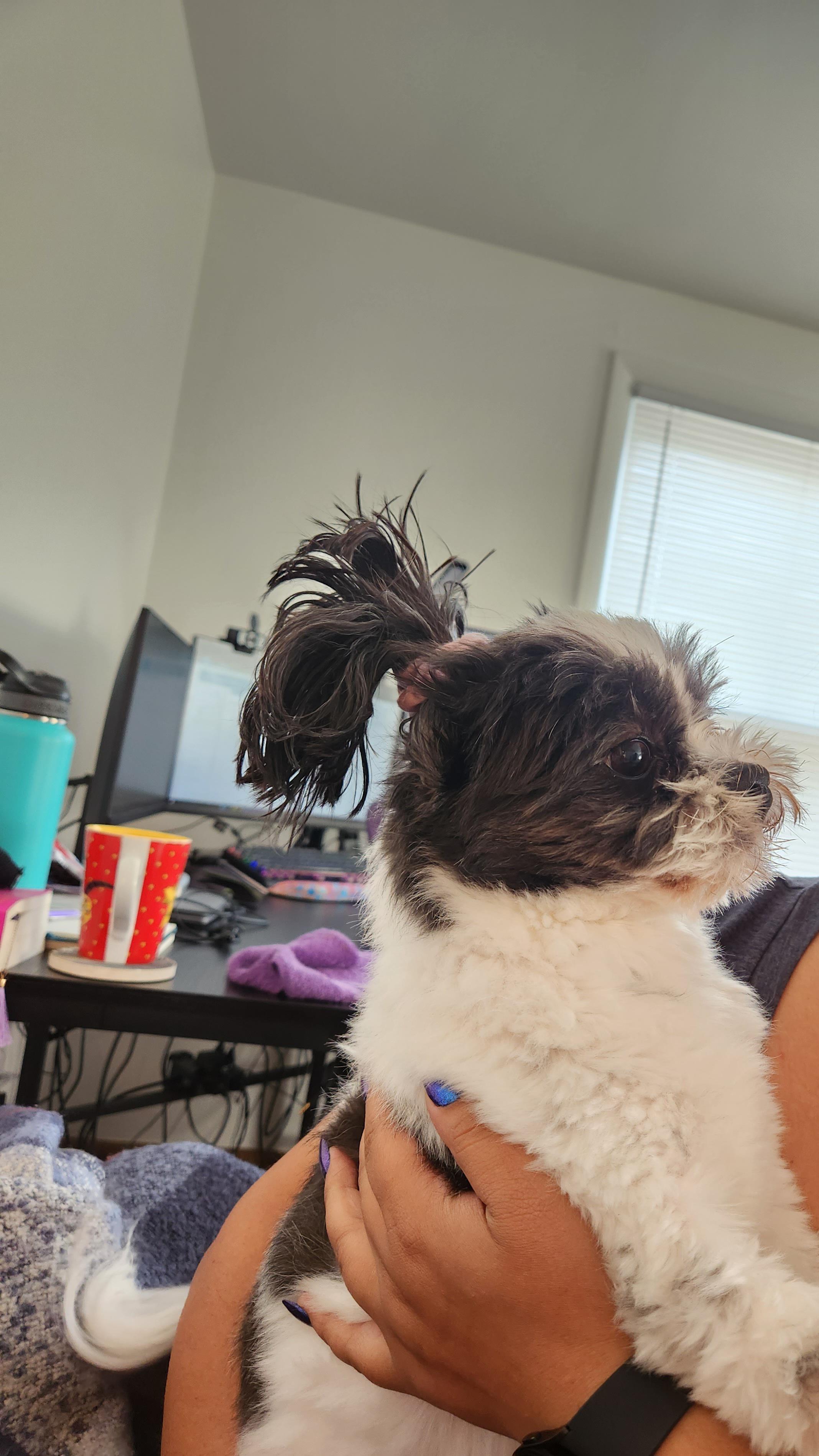 Toby with the pony tail | Scrolller