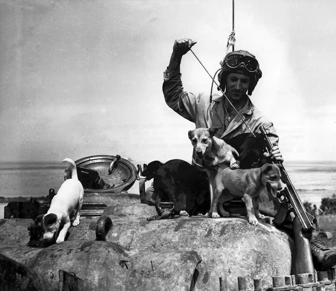 Member of WWII Sherman tank crew, Private Bruce Rutherford, with a modified Thompson sub-machine ...