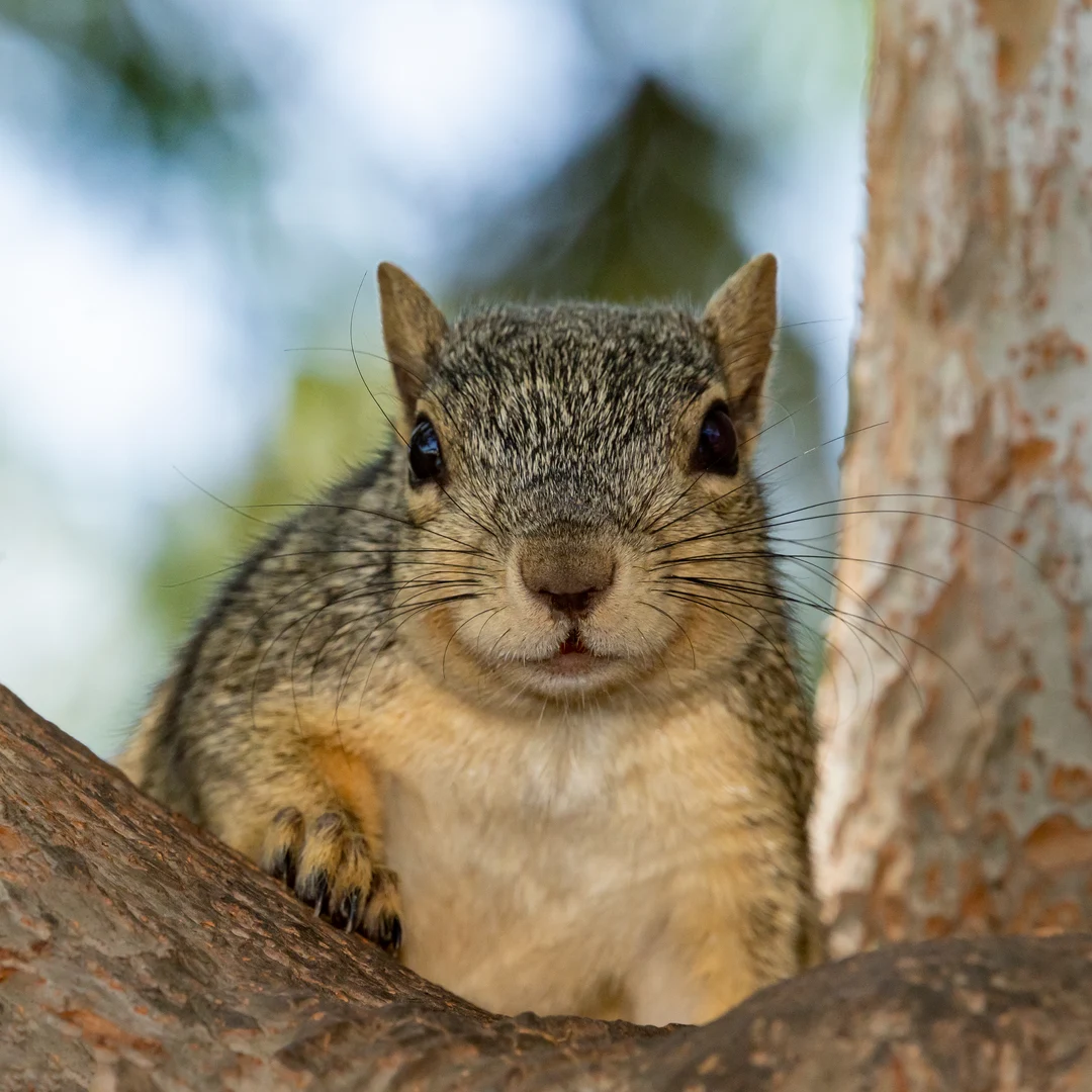 Squirrel | Scrolller
