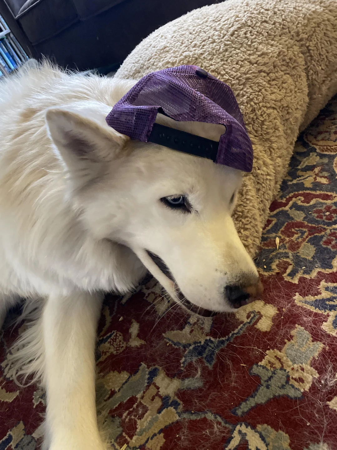 My space wolf | Scrolller