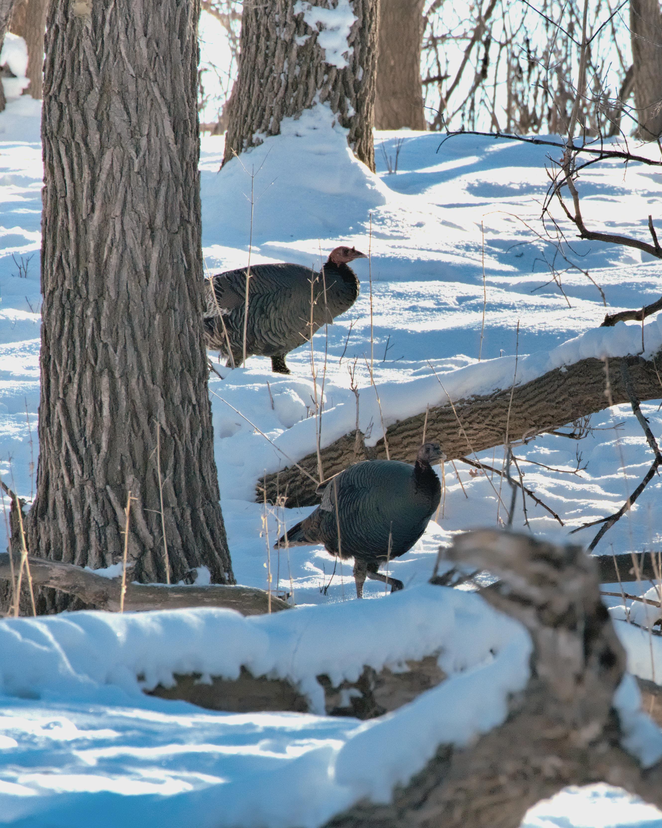 Turkeys in the woods | Scrolller