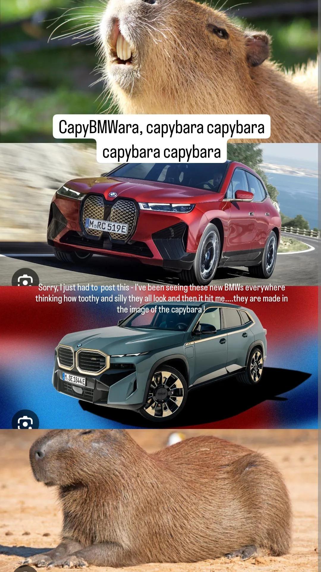 CapyBMWara, capybara capybara capybara capybara | Scrolller