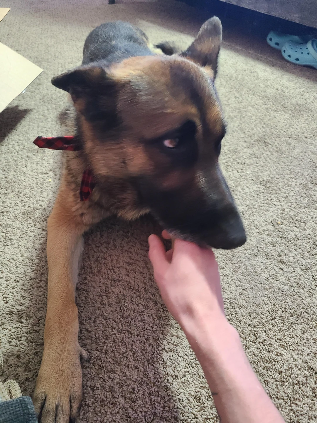 I've heard worried is the default setting on German Shepherds | Scrolller