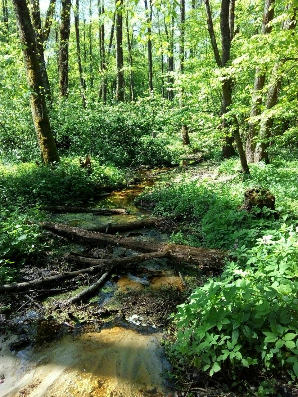 Spring stream in the forest [OC] | Scrolller