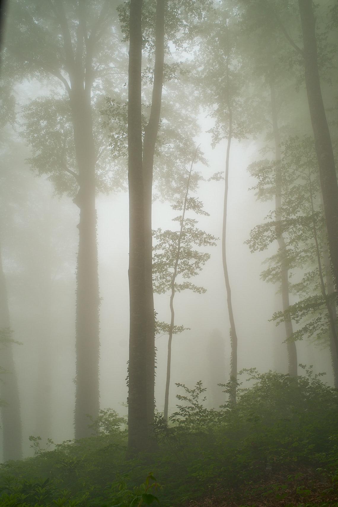 Foggy forests of Sakartvelo [OC] | Scrolller