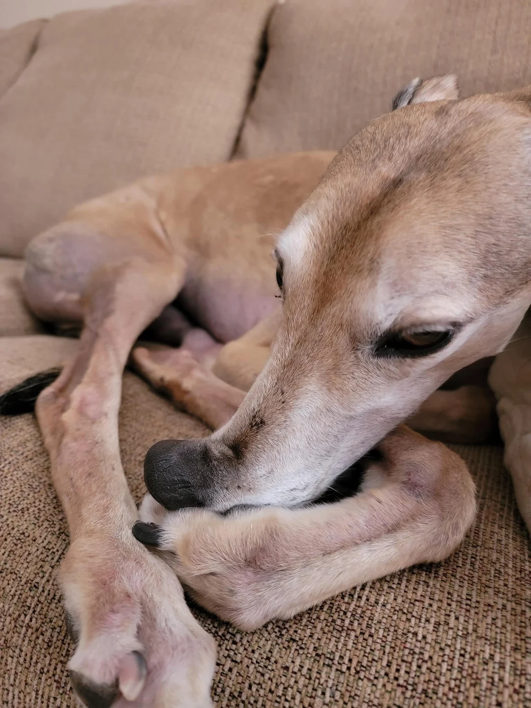 Bendy nose! Classic greyhound pose 😂 | Scrolller