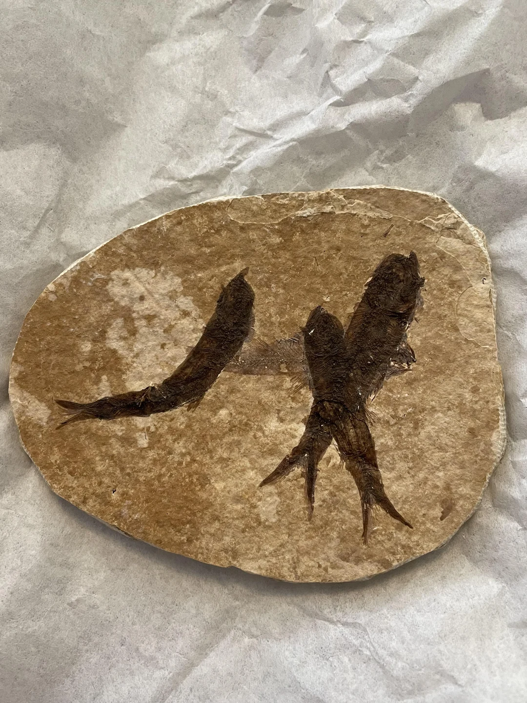 First fossil pick up! | Scrolller