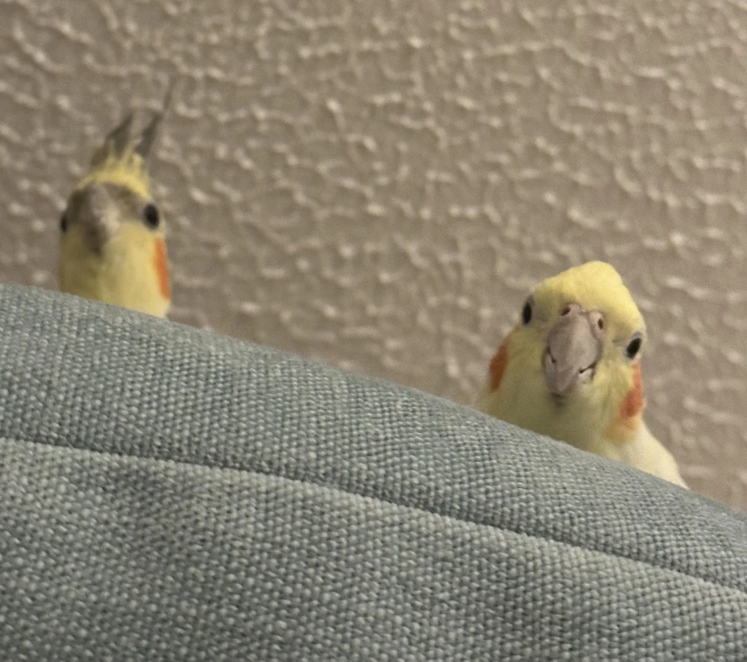 birds facing forward | Scrolller