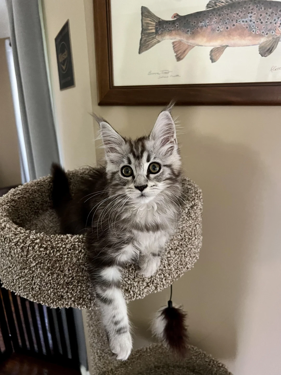 Khaleesi | Scrolller