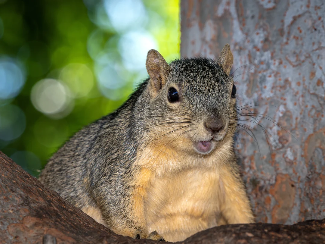 Super Happy Fun Time Squirrel | Scrolller