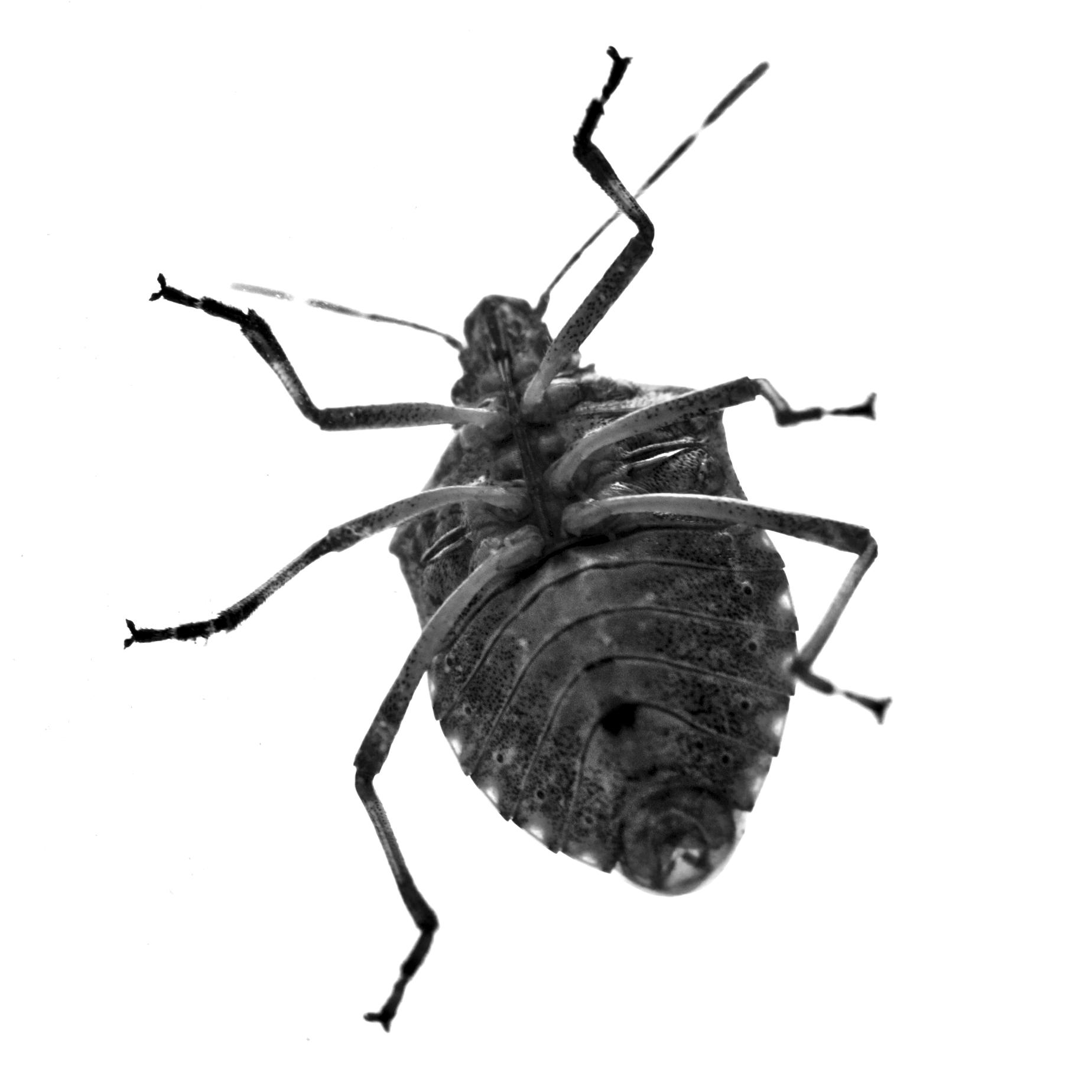 Stink bug on window | Scrolller