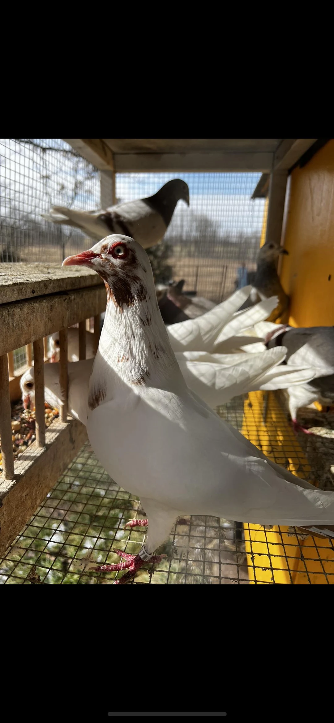 Fancy Pigeon | Scrolller