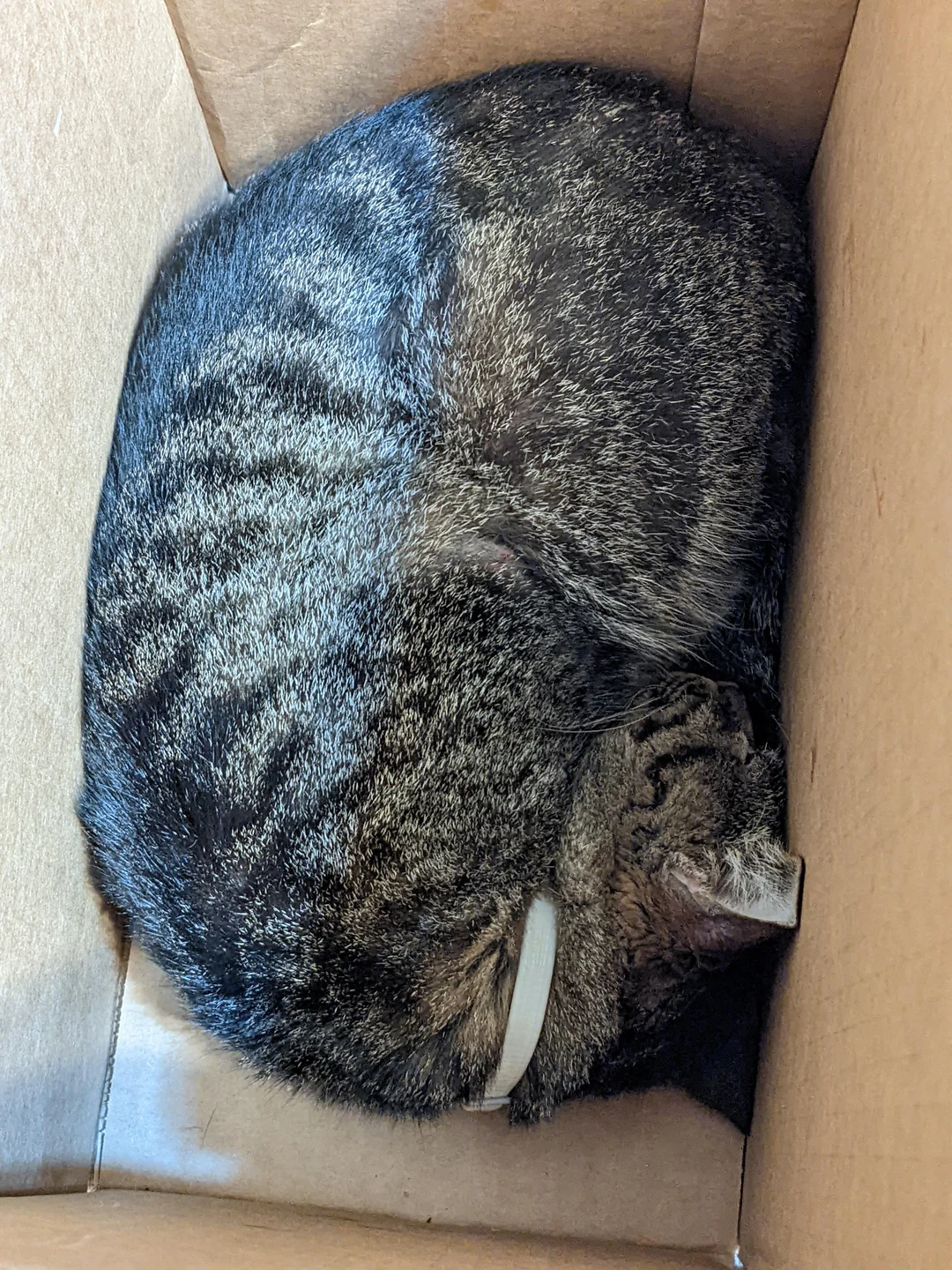 sleepin in the box | Scrolller