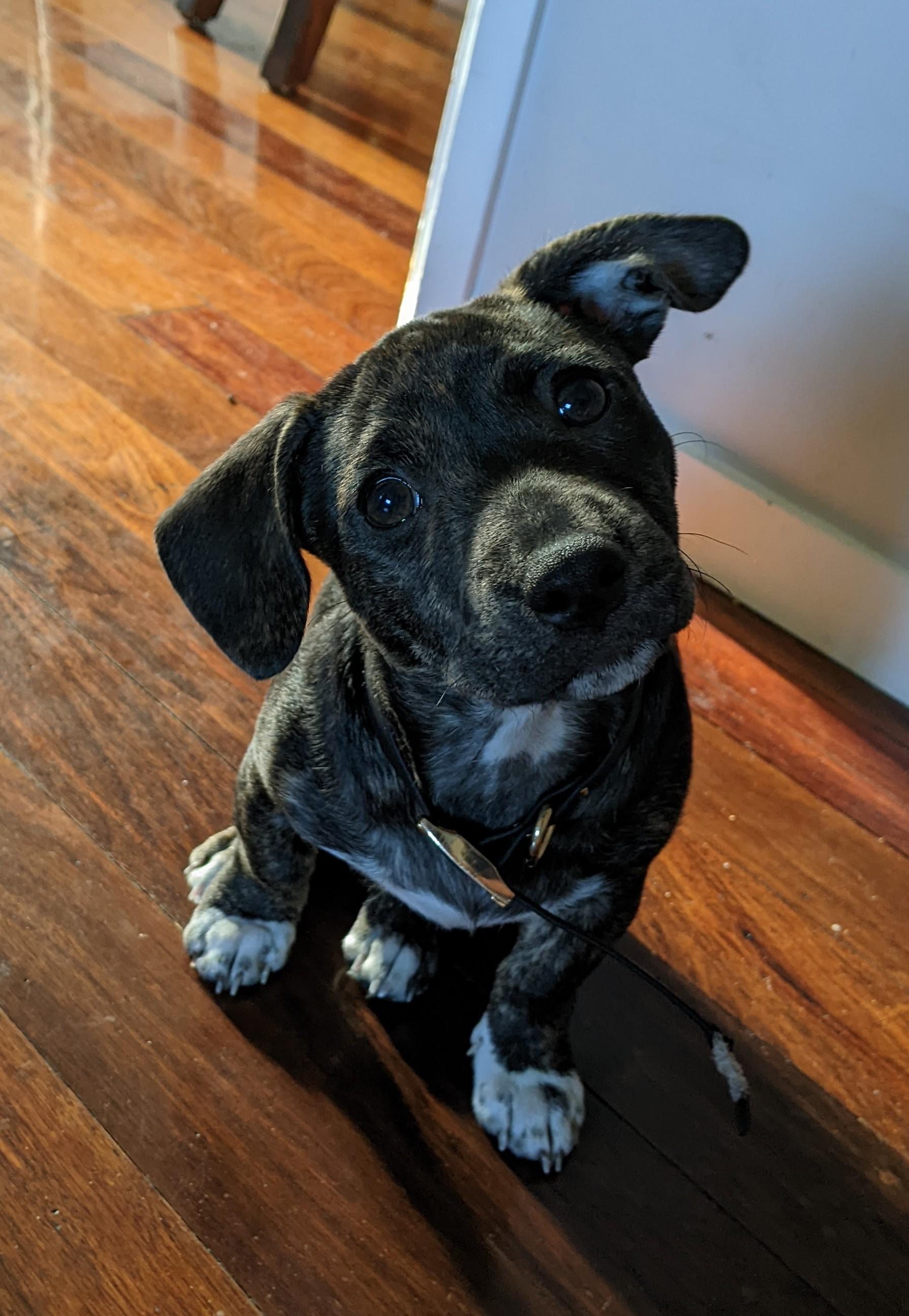 (OC) Totally innocent /s | Scrolller