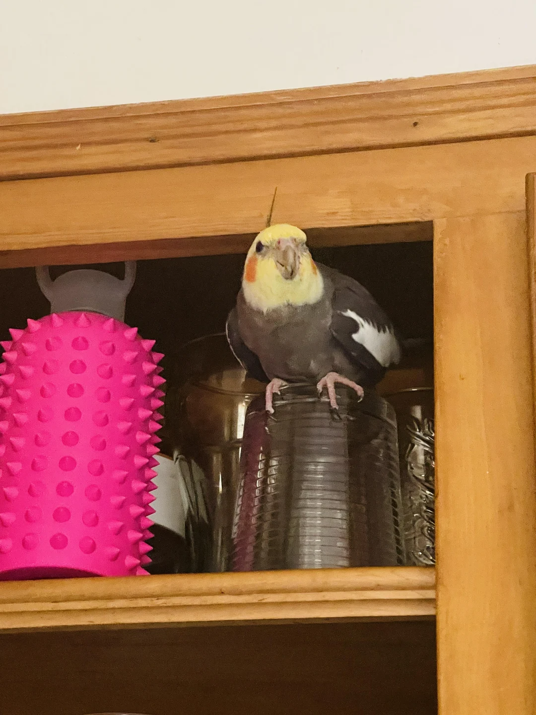 I demand seEb now, human! | Scrolller