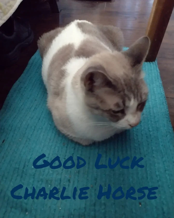 She is my 6 year old rag doll Siamese loaf | Scrolller