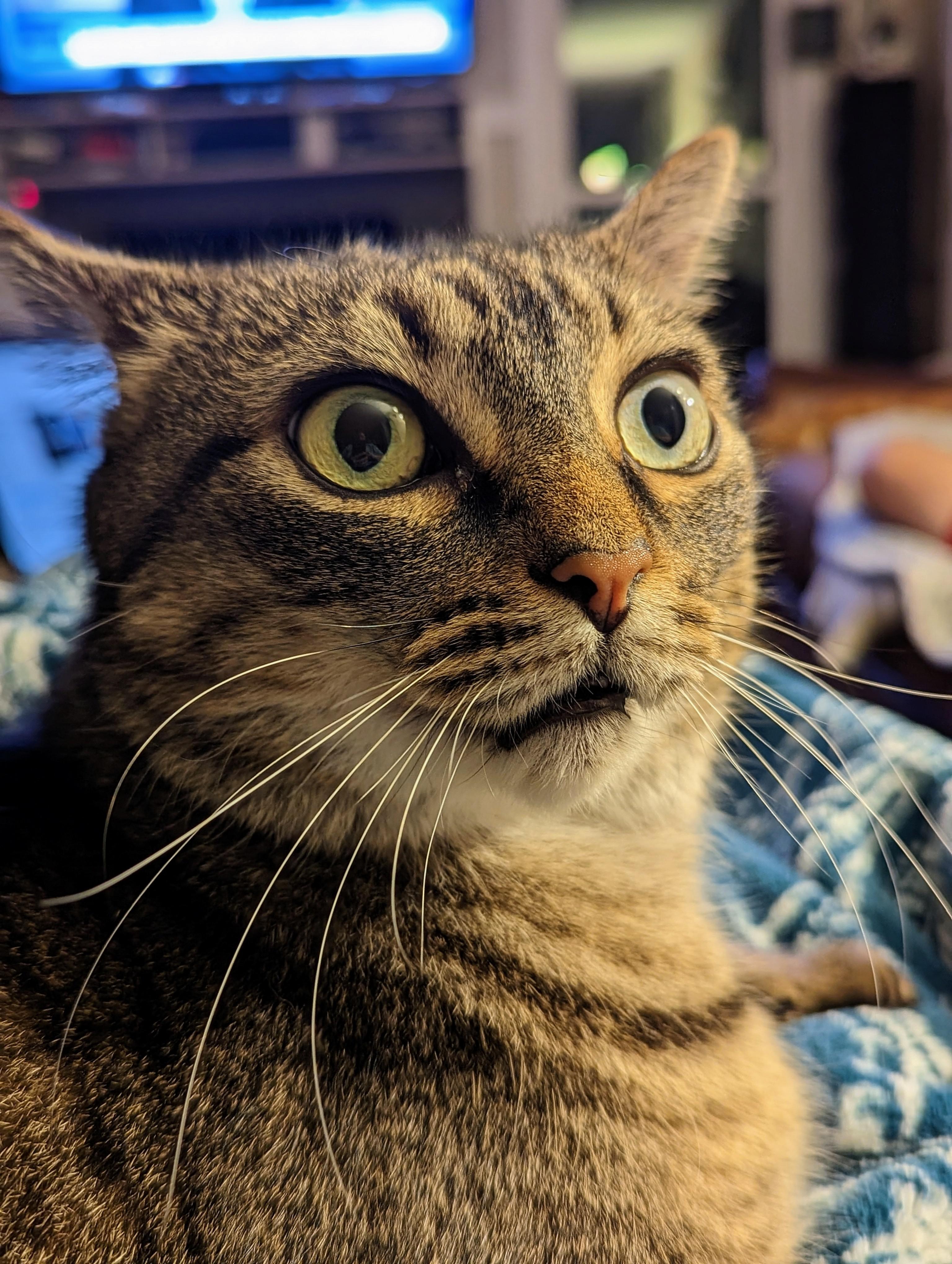 What is Izzy thinking about? Wrong answers only. | Scrolller