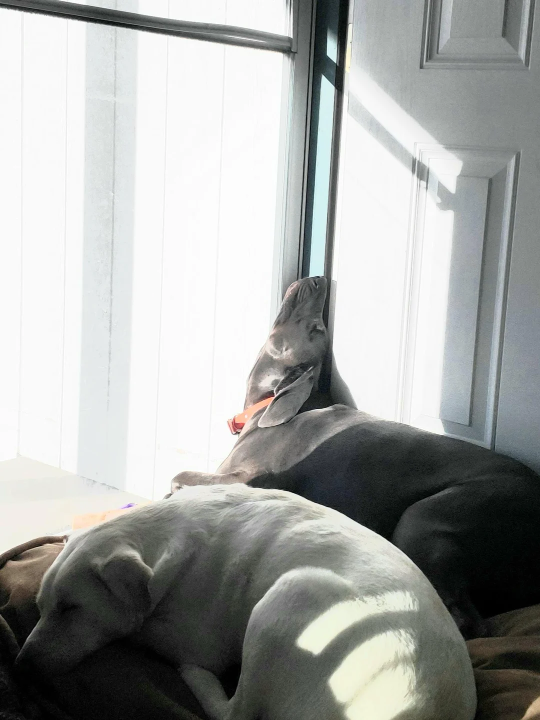 Yep. Sound asleep. | Scrolller