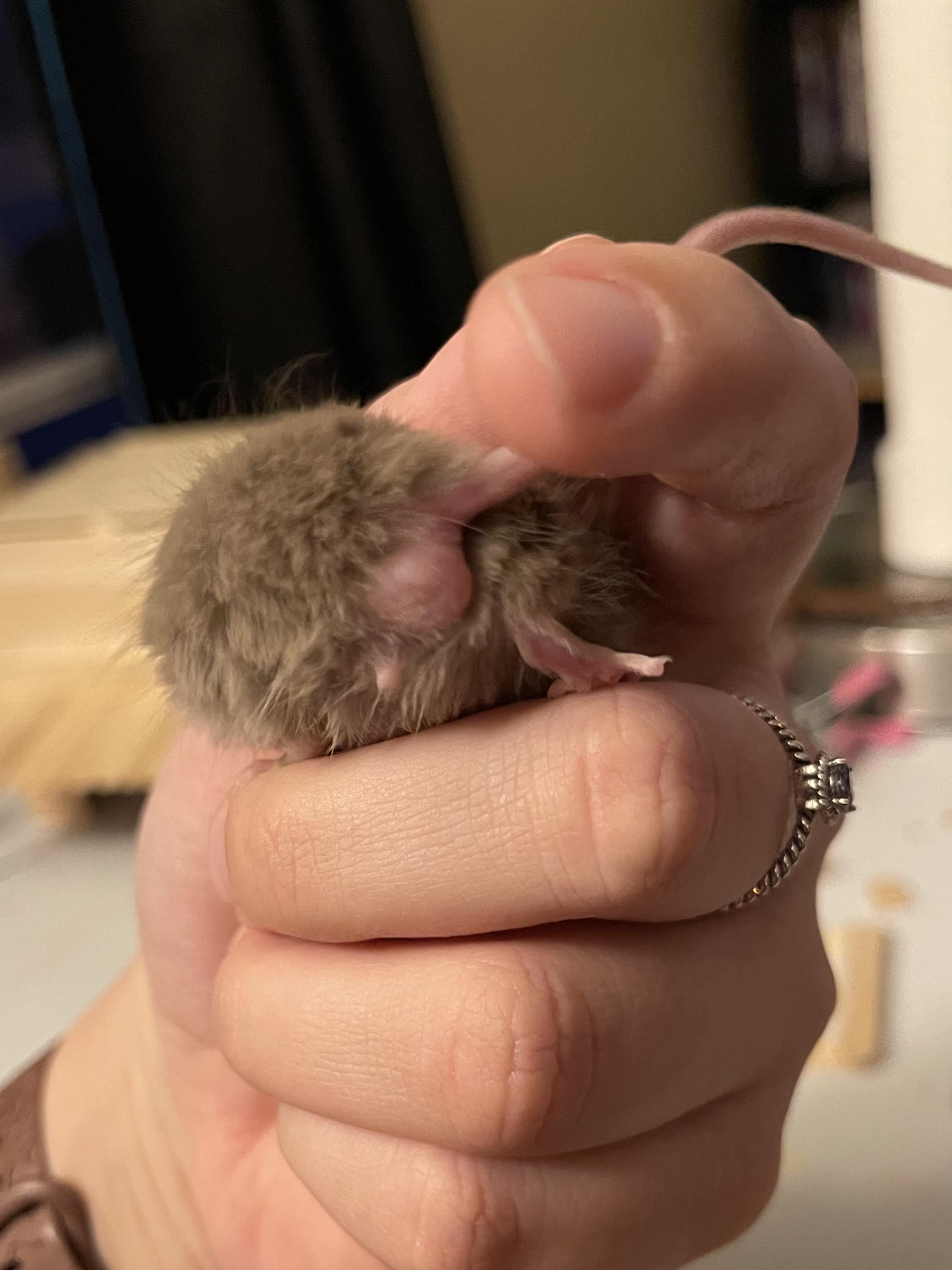 Breeder told me both female | Scrolller