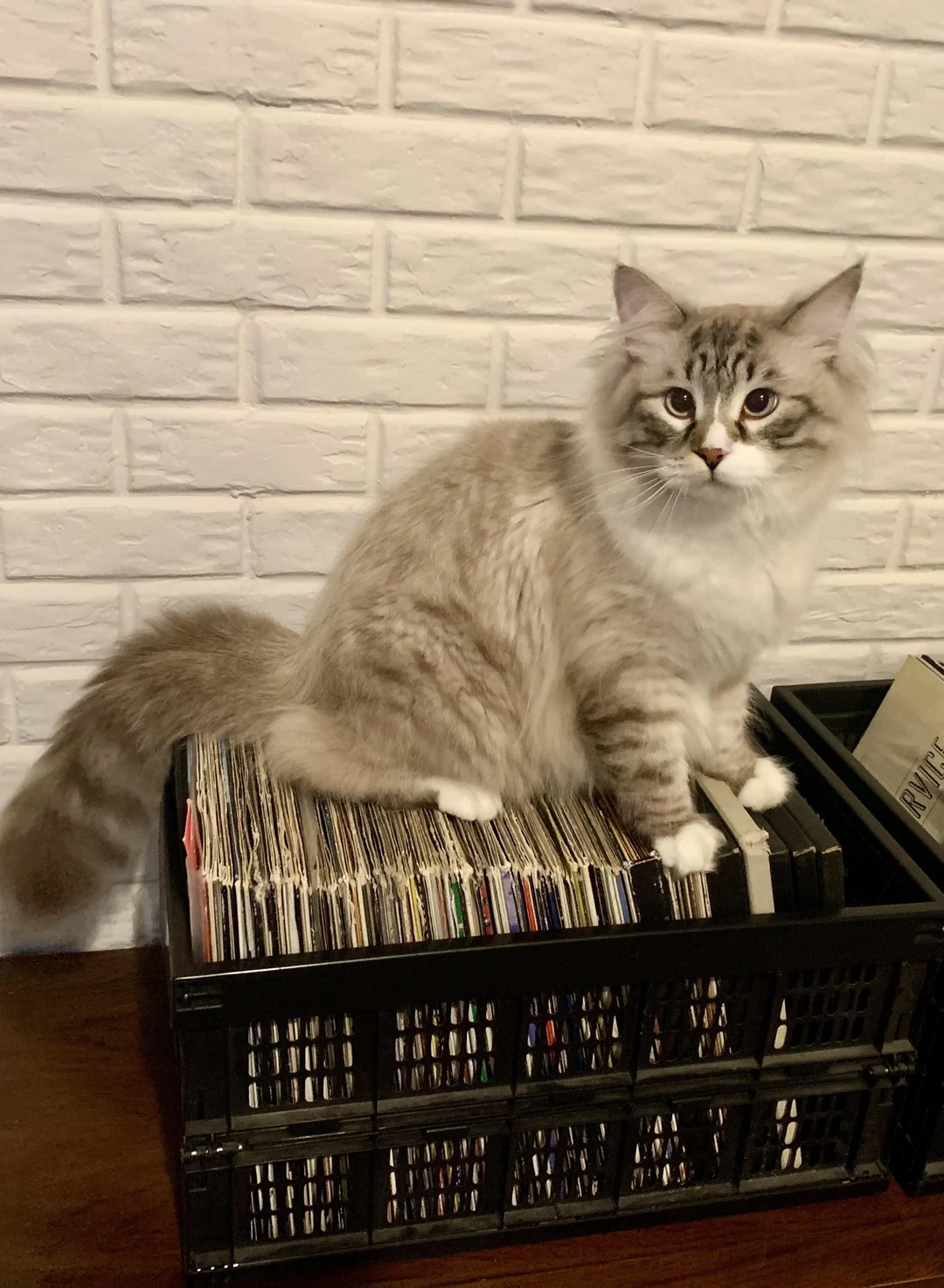 Lincoln Augustus enjoys my records | Scrolller