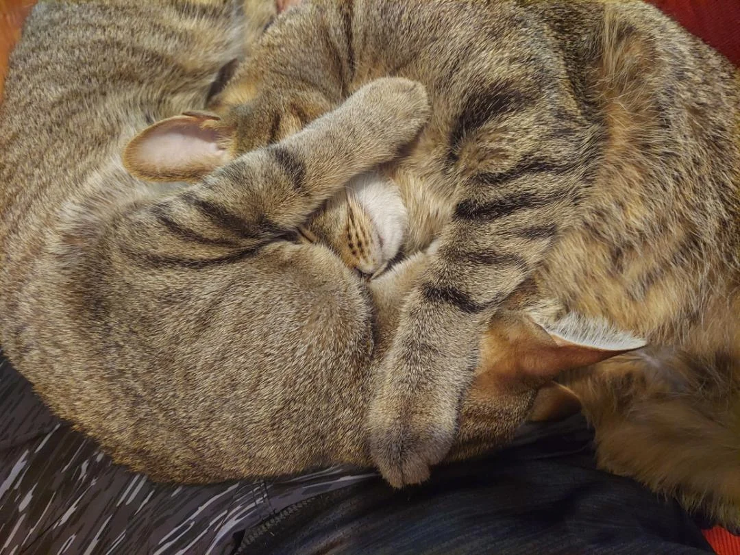 Direct nostril air injection yin yang | Scrolller