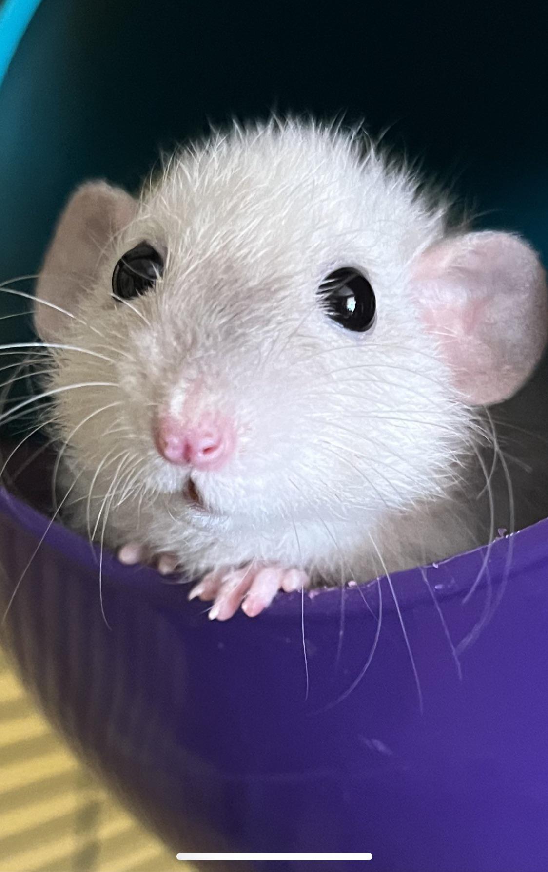 Bugbear is a real creature | Scrolller