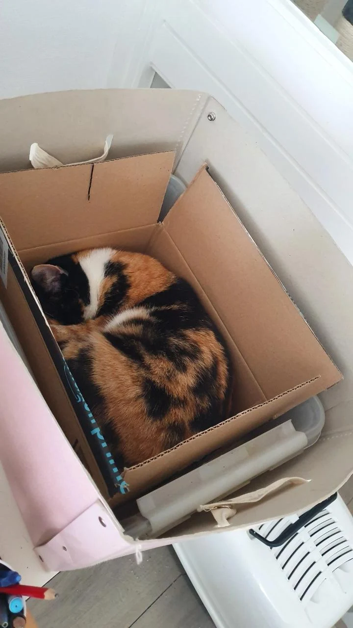 a cat, inside box that's inside of a box, that's inside of a box | Scrolller