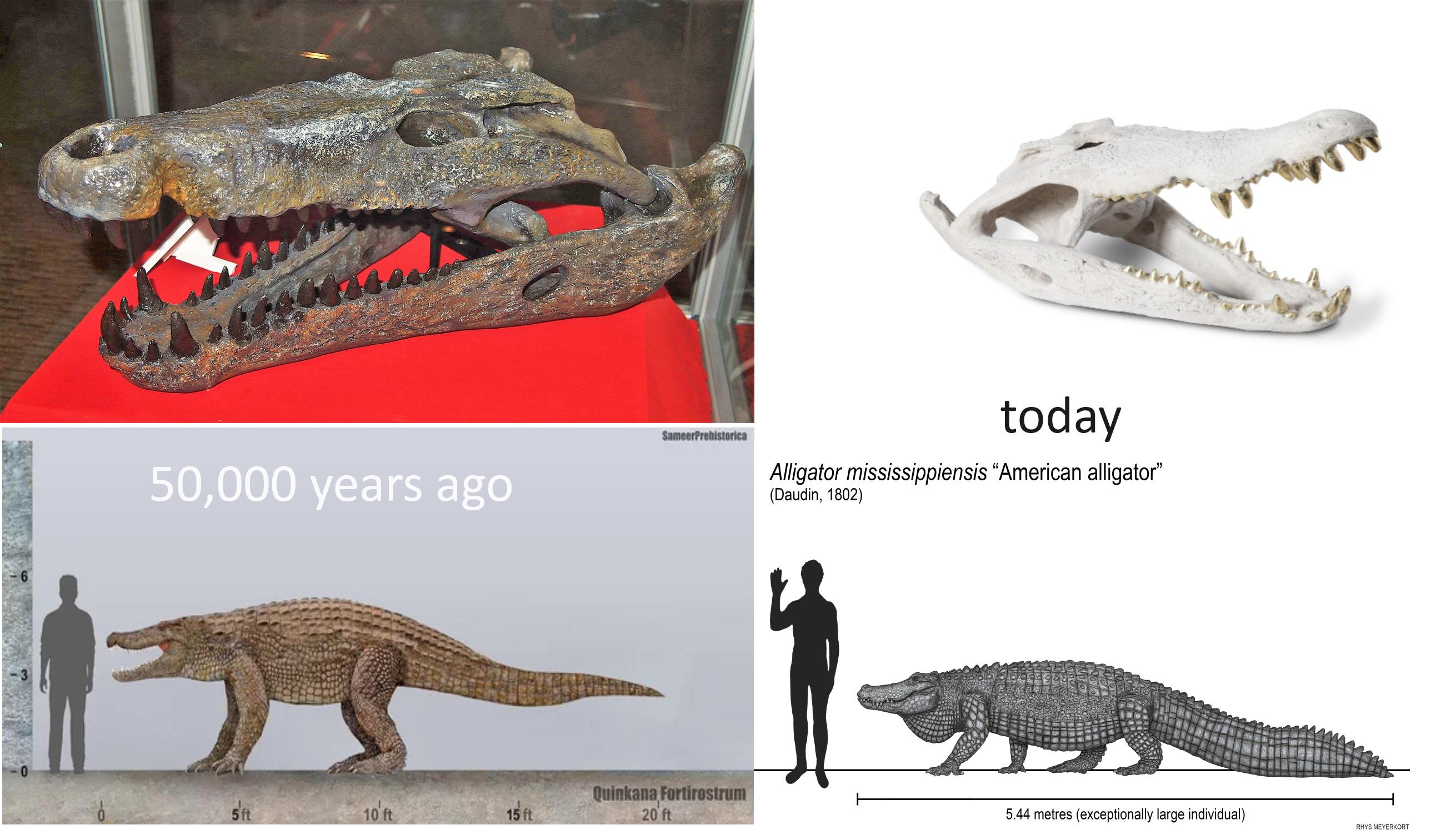 alligators 50,000 years ago VS today | Scrolller