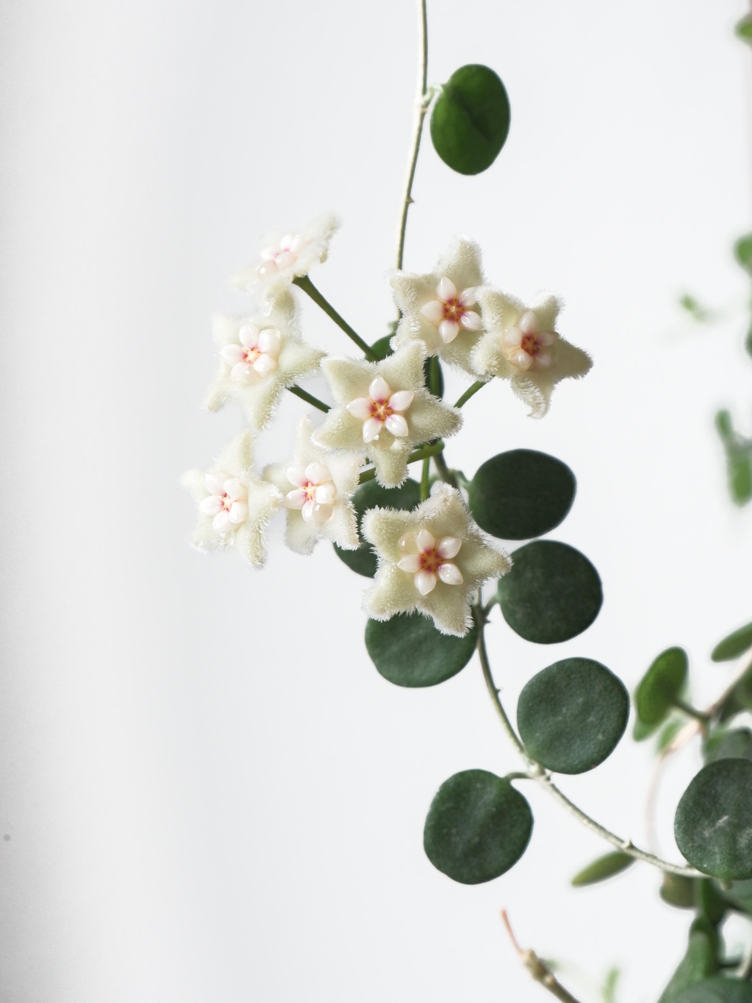 Hoya Serpens bloom 🤩 | Scrolller