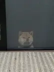 Derp shibe | Scrolller