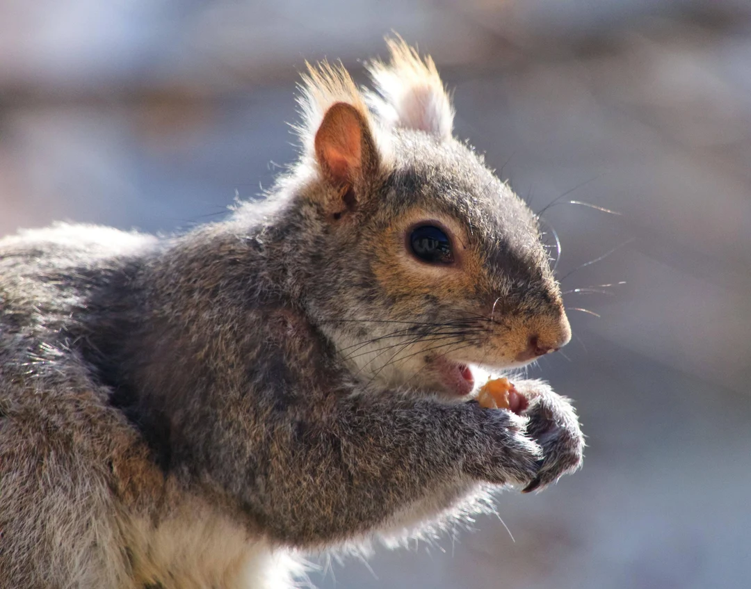 My new favourite visitor | Scrolller