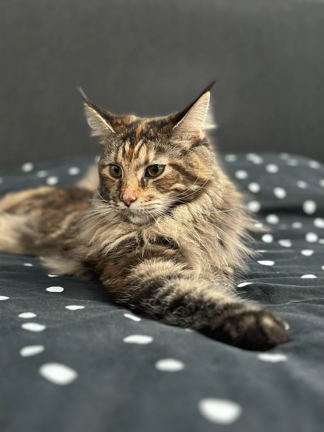 Aloy isn’t a cuddly cat, but if I dare to go upstairs she will yell and find a way to get to me ...