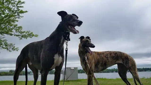 My mom's grey just crossed the rainbow bridge. | Scrolller