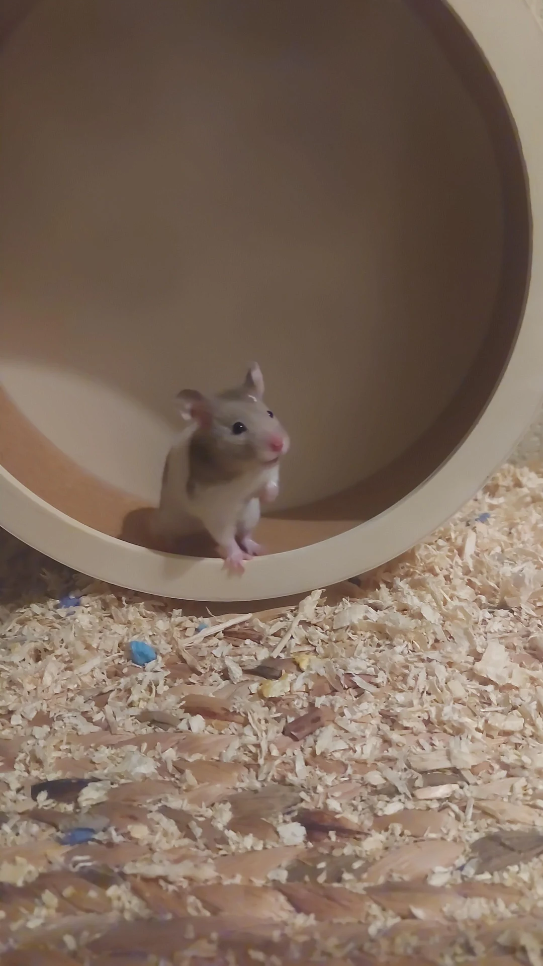 New hamster | Scrolller