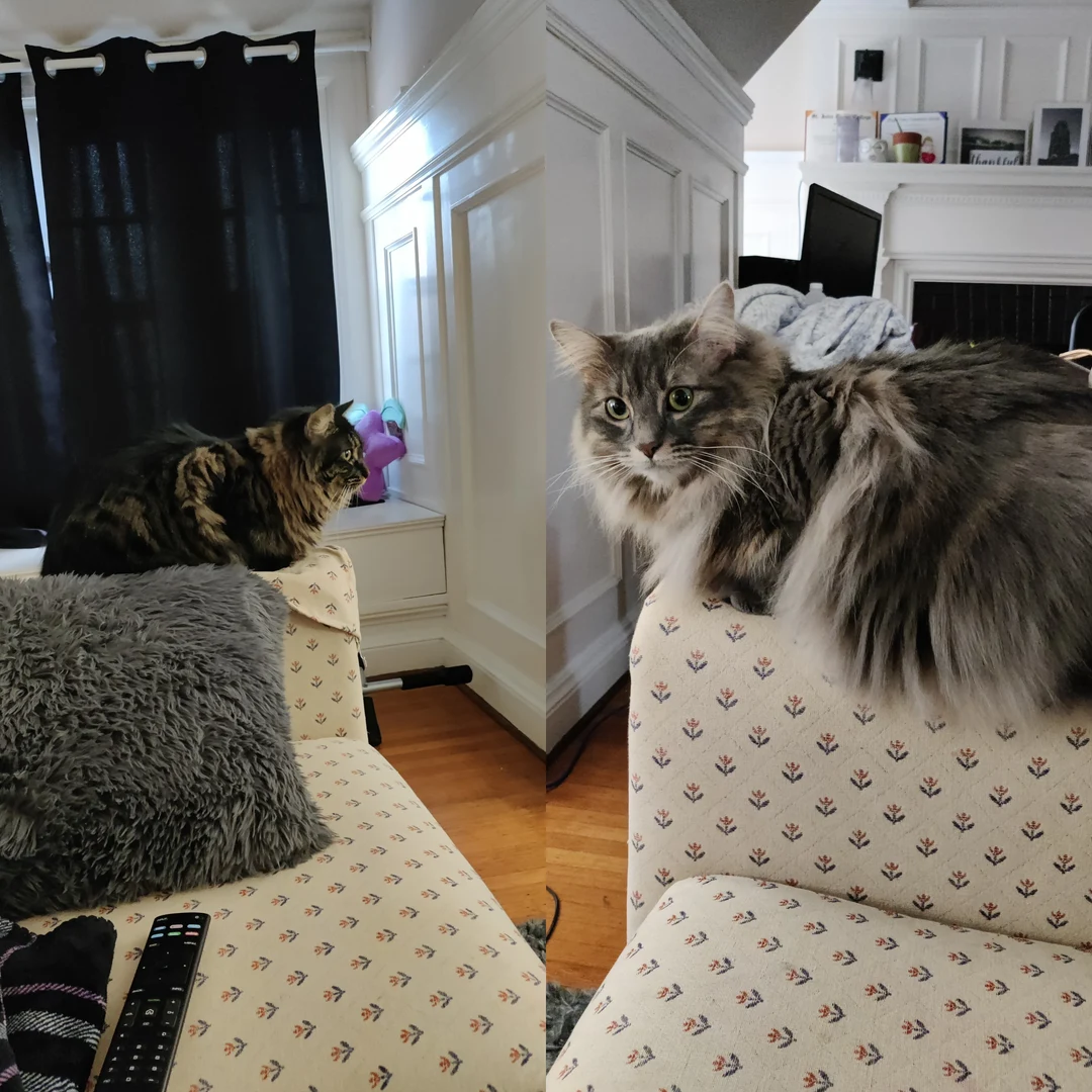 Gargoyle Loafs | Scrolller