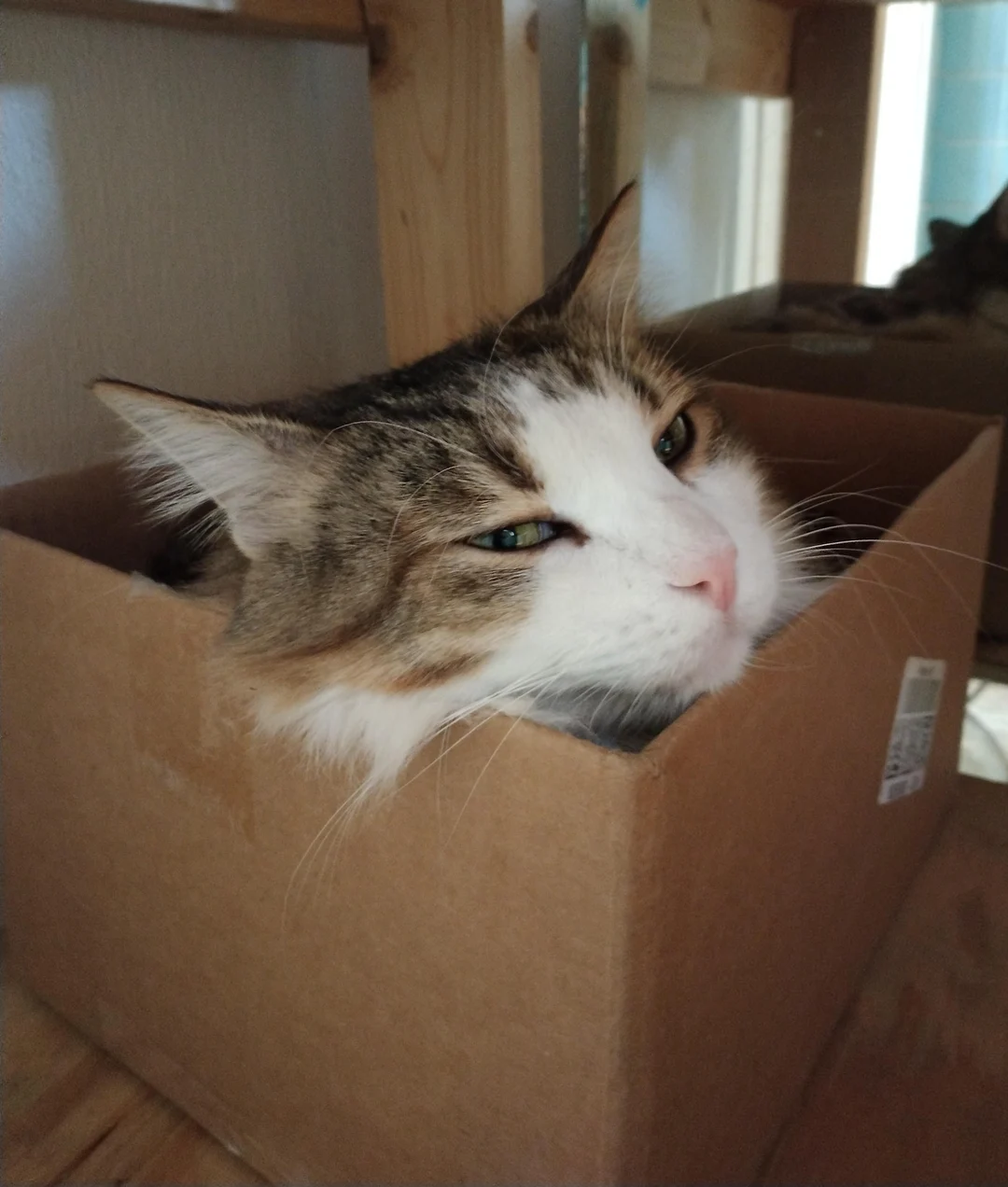 Trapped! | Scrolller