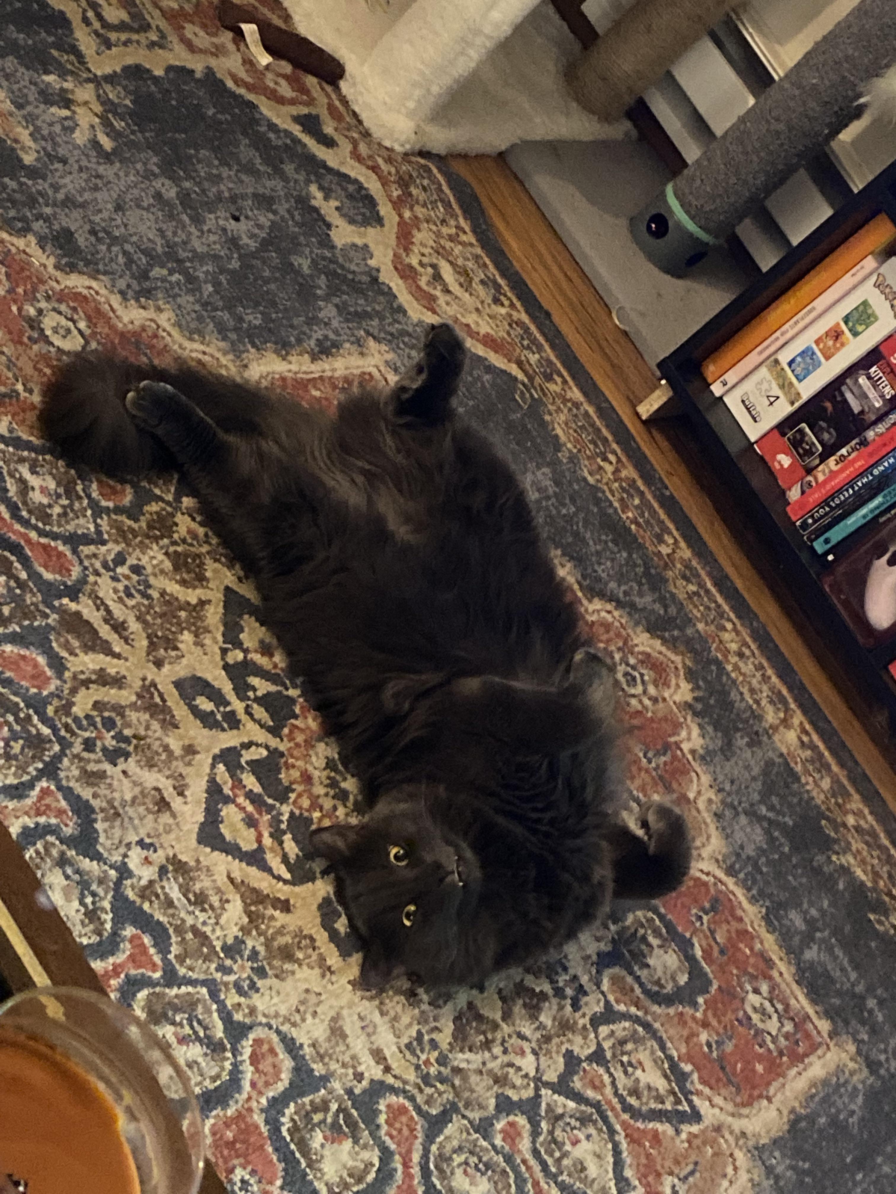 Our boy Anakin (on catnip) 😂 | Scrolller