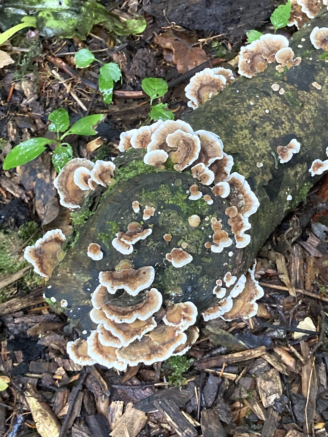 Cool mushroom log at Blarney Castle in Ireland 🇮🇪 | Scrolller
