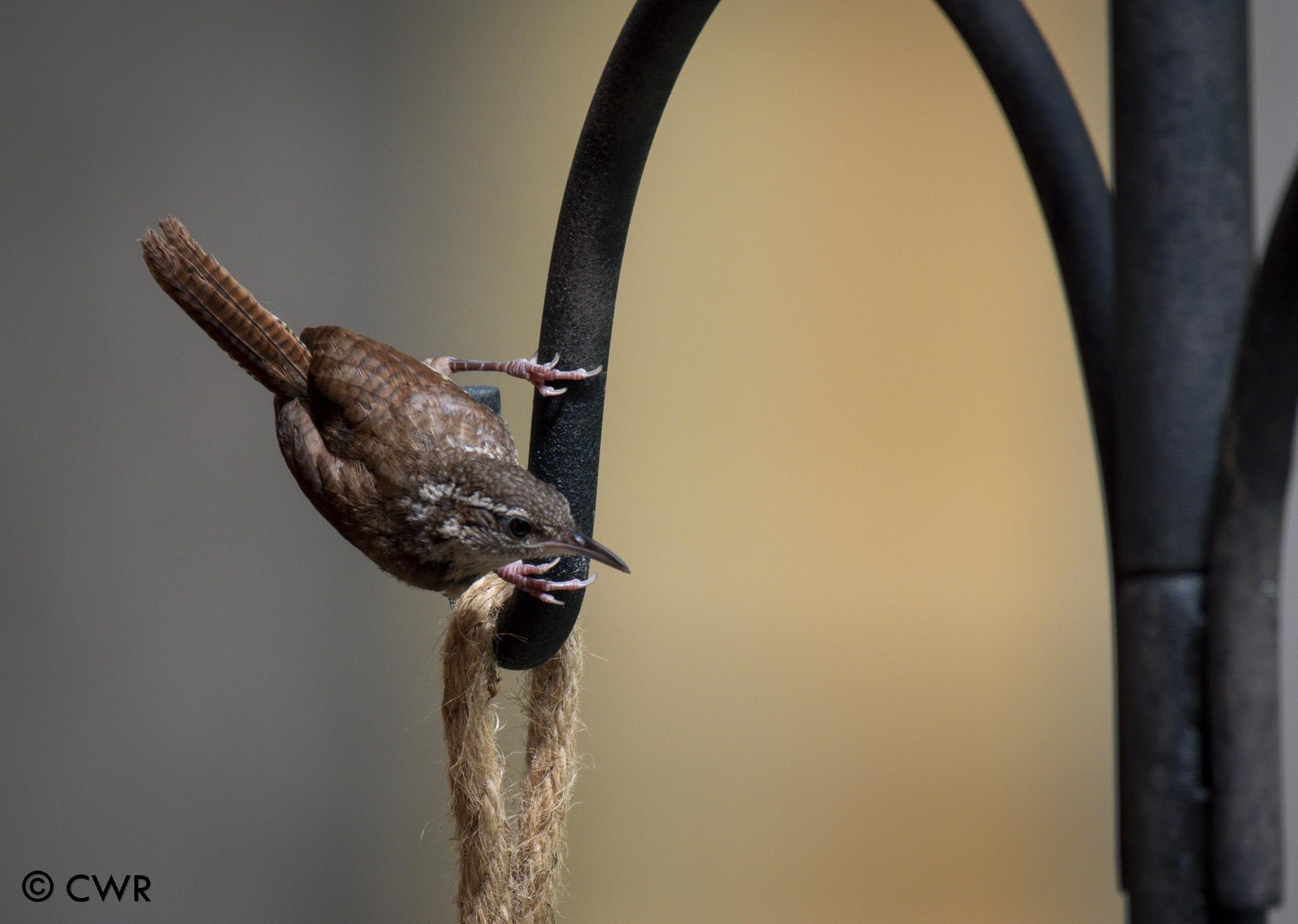 Carolina Wren, classic pose. Memphis, 2022 | Scrolller