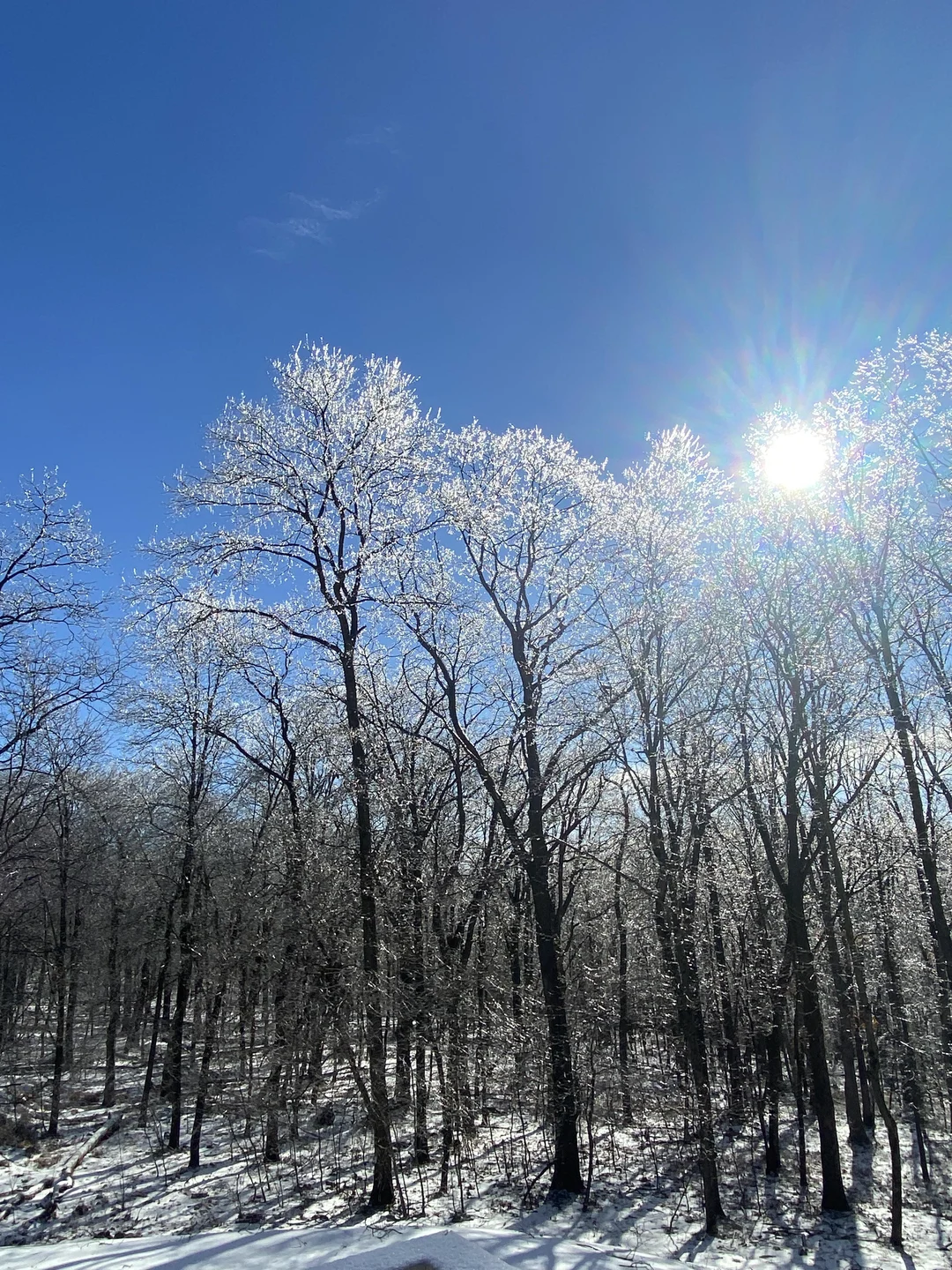 Ice trees | Scrolller