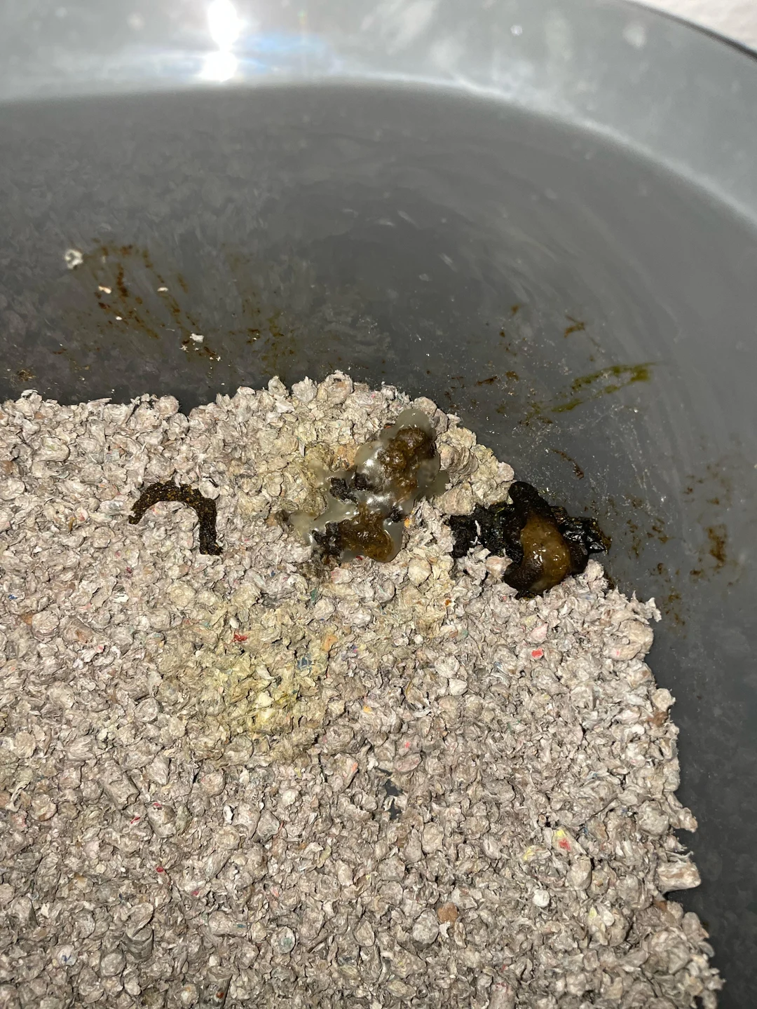 ferret poop | Scrolller