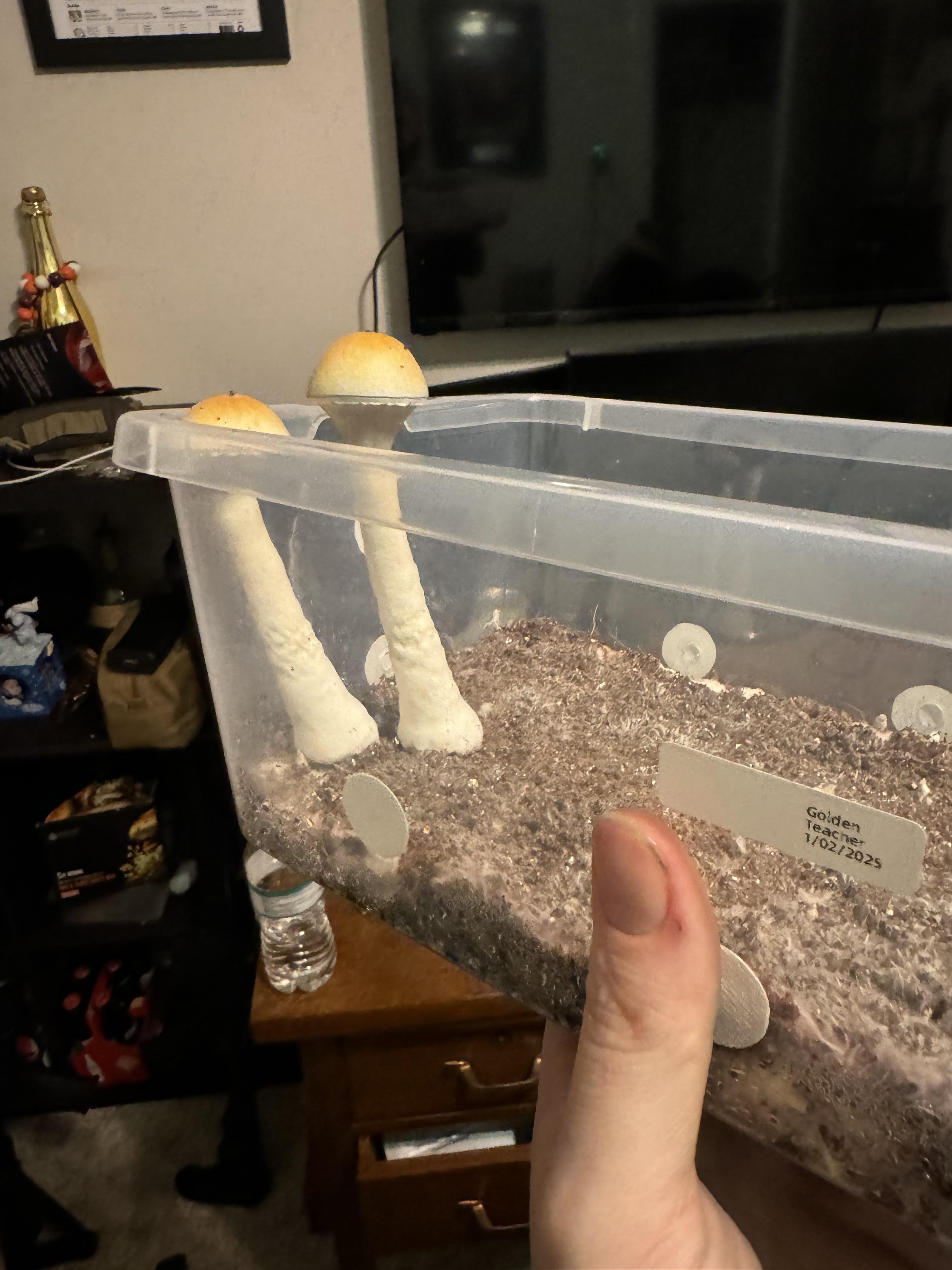 Last two GT’s of first flush. Kareem Abdul Jashroom tall. | Scrolller