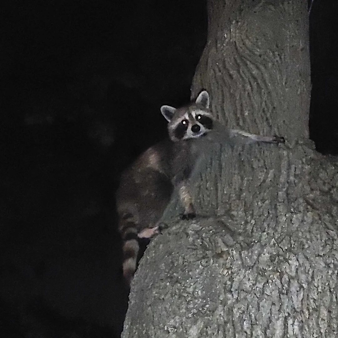 Canadian Drop-Bear | Scrolller