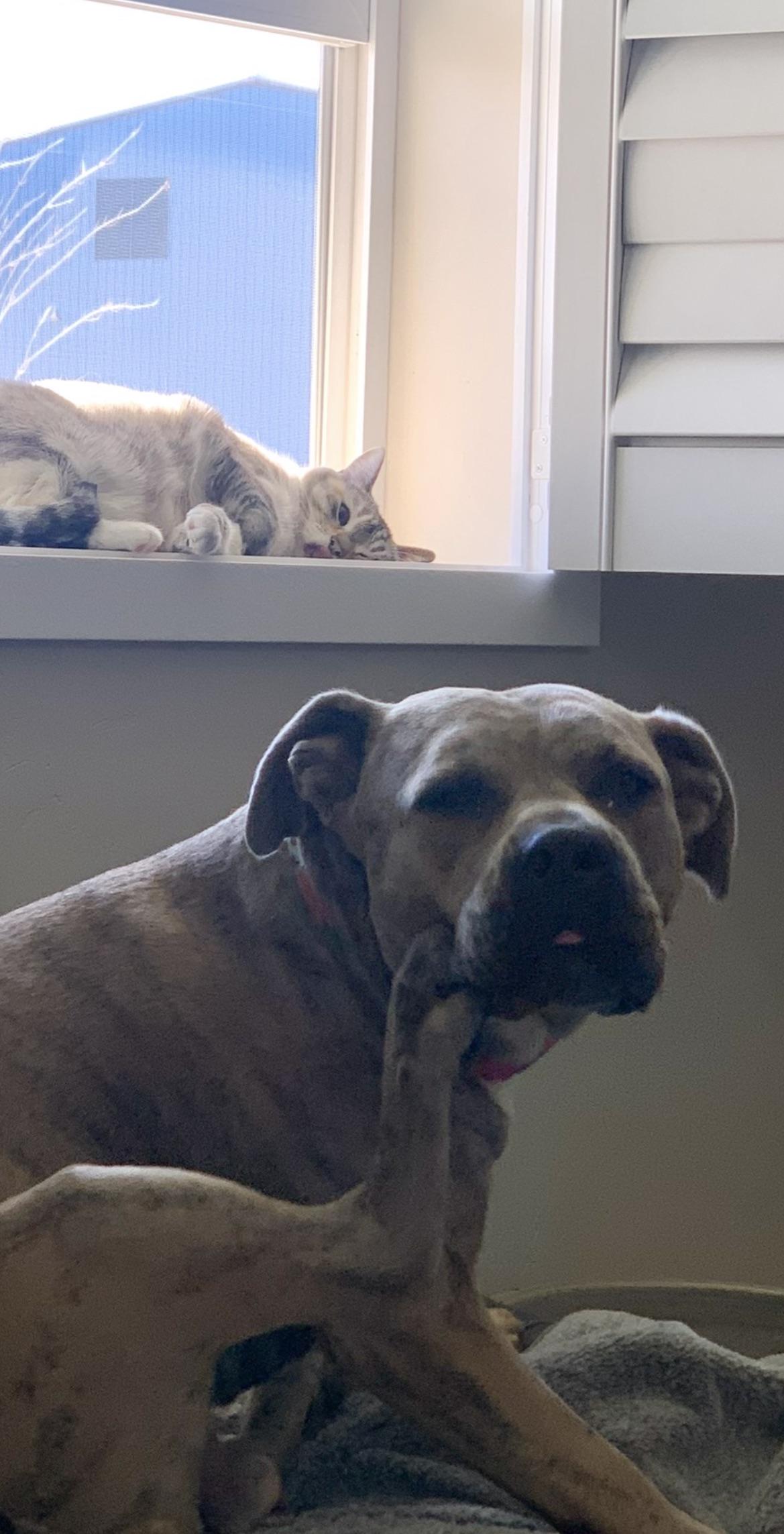 Rare photo capture of both of my fur babies having a in-sync blep | Scrolller