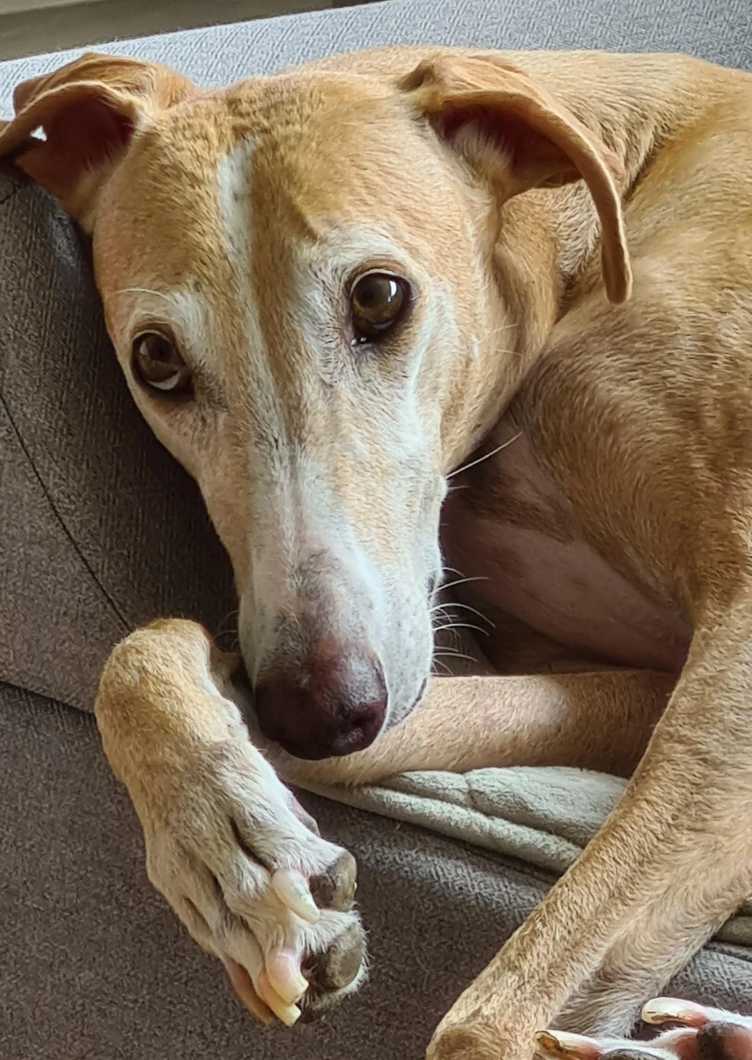 Those eyes... | Scrolller