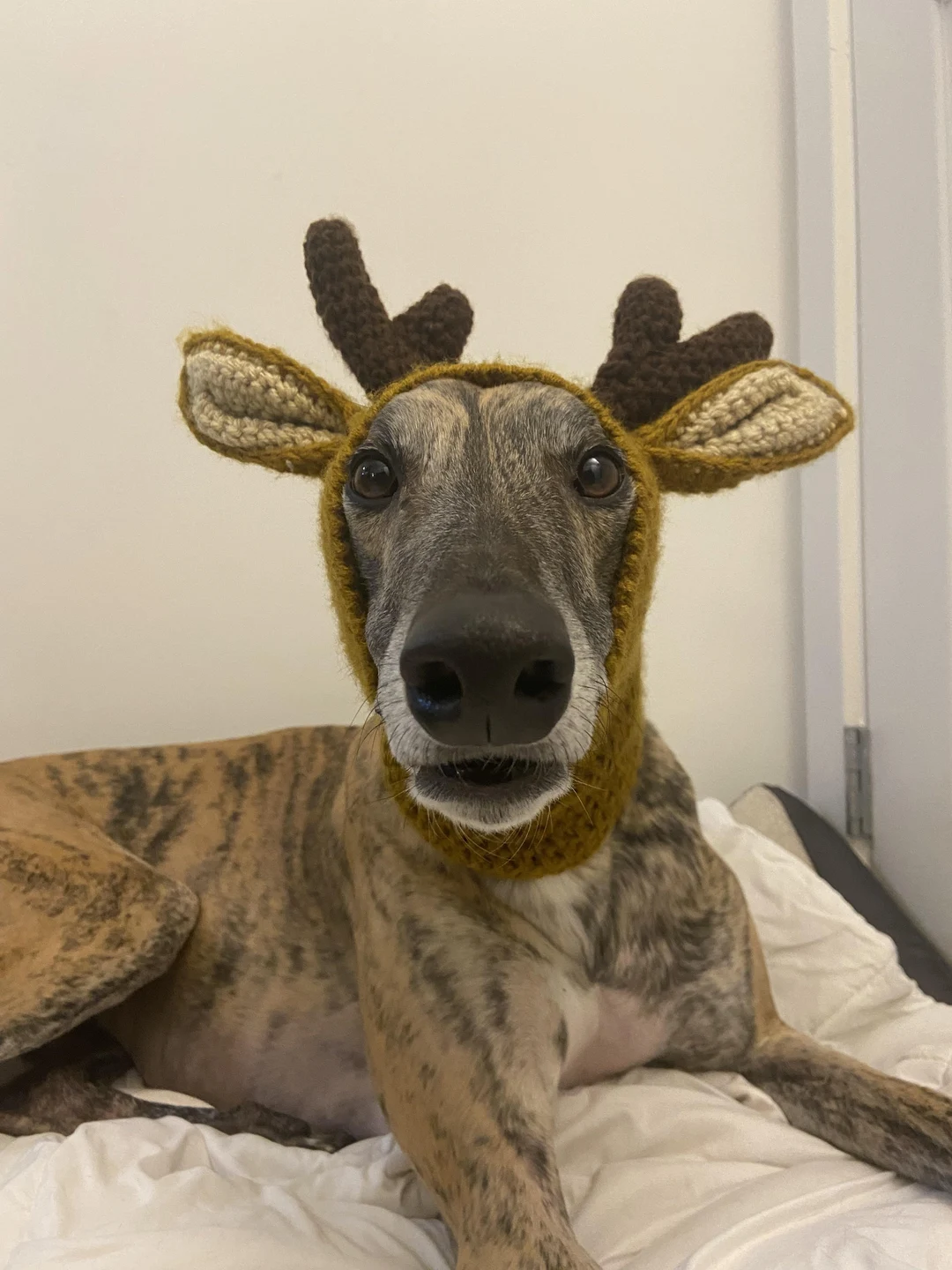 Greyhound or reindeer 🤣 | Scrolller
