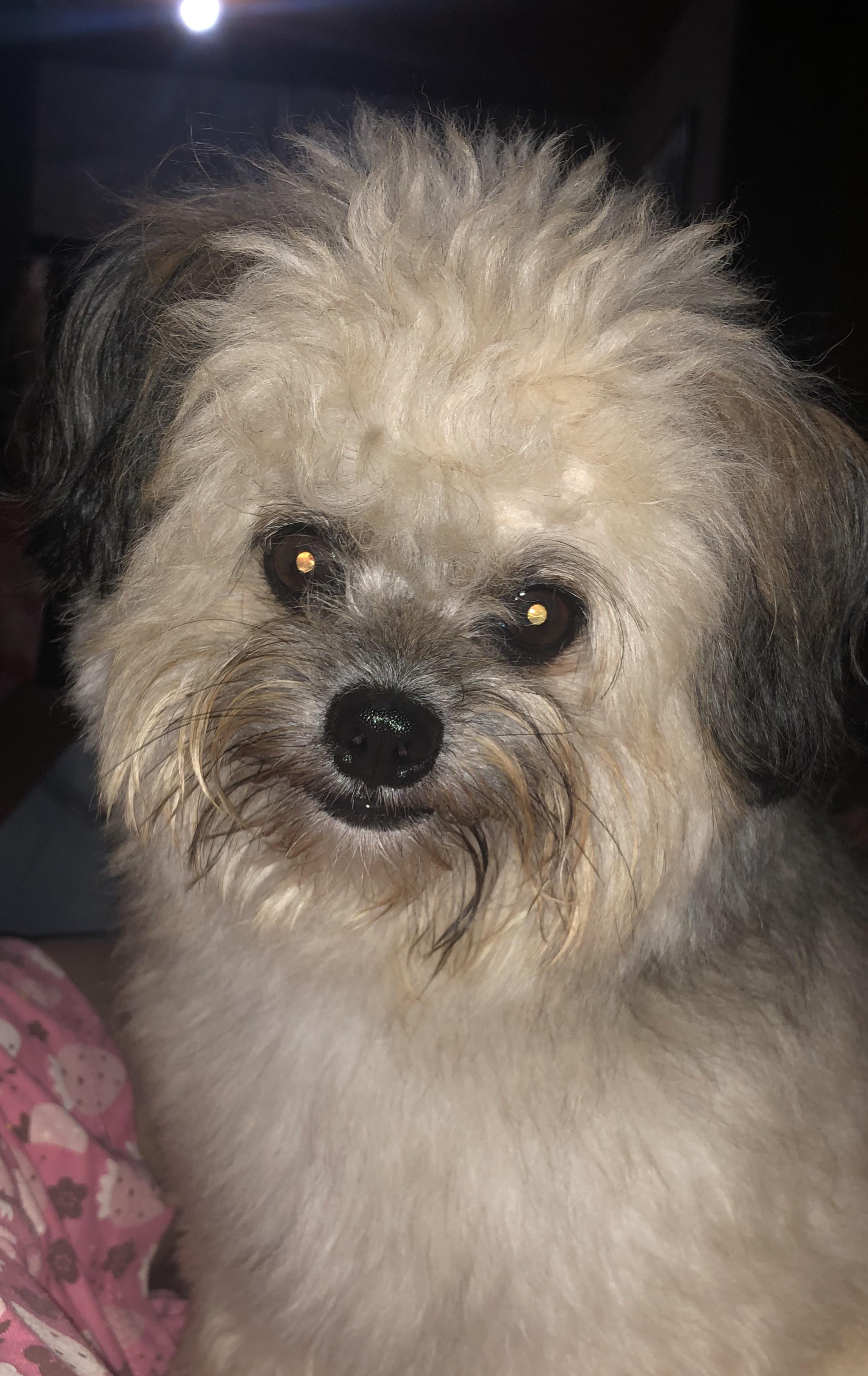 Apollo🐶🐾🐾 | Scrolller